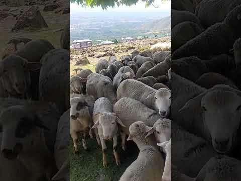 Kashmir merino sheep migratory flocks