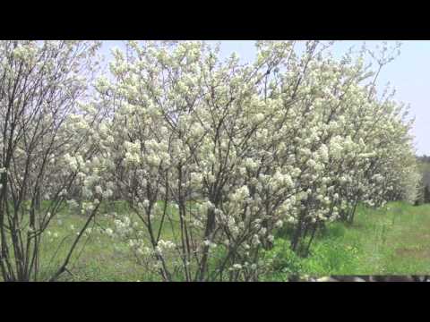 Fast Growing Serviceberry For Sale Online $2.50