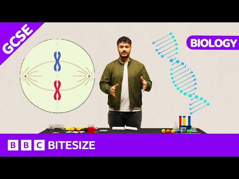 GCSE Biology | Diving into cell division