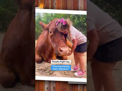 Animal rescue "Gentle Barn" provides healing therapies like cow hugs #shorts