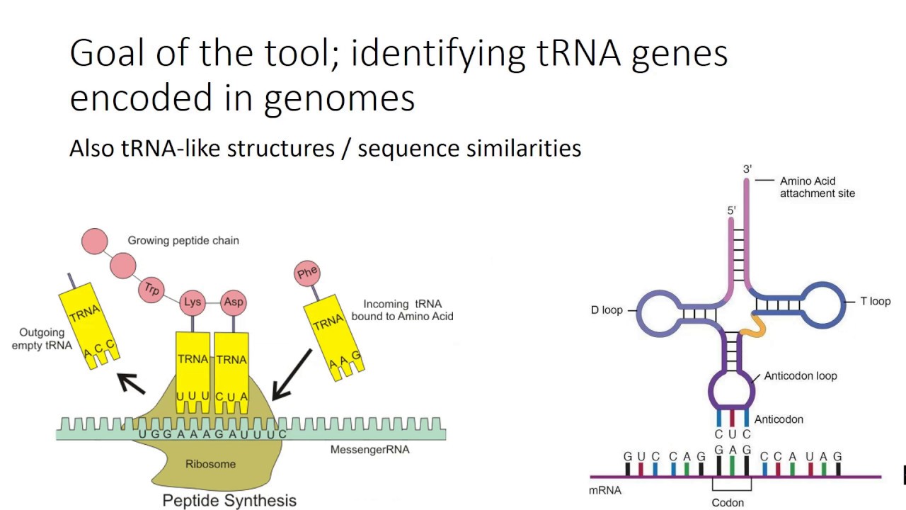 tRNAscan-SE 2.0 introduction and tutorial