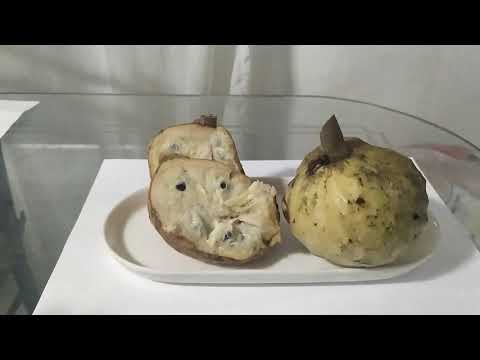 Wonder Fruit: Anonas or Custard Apple with amazing benefits