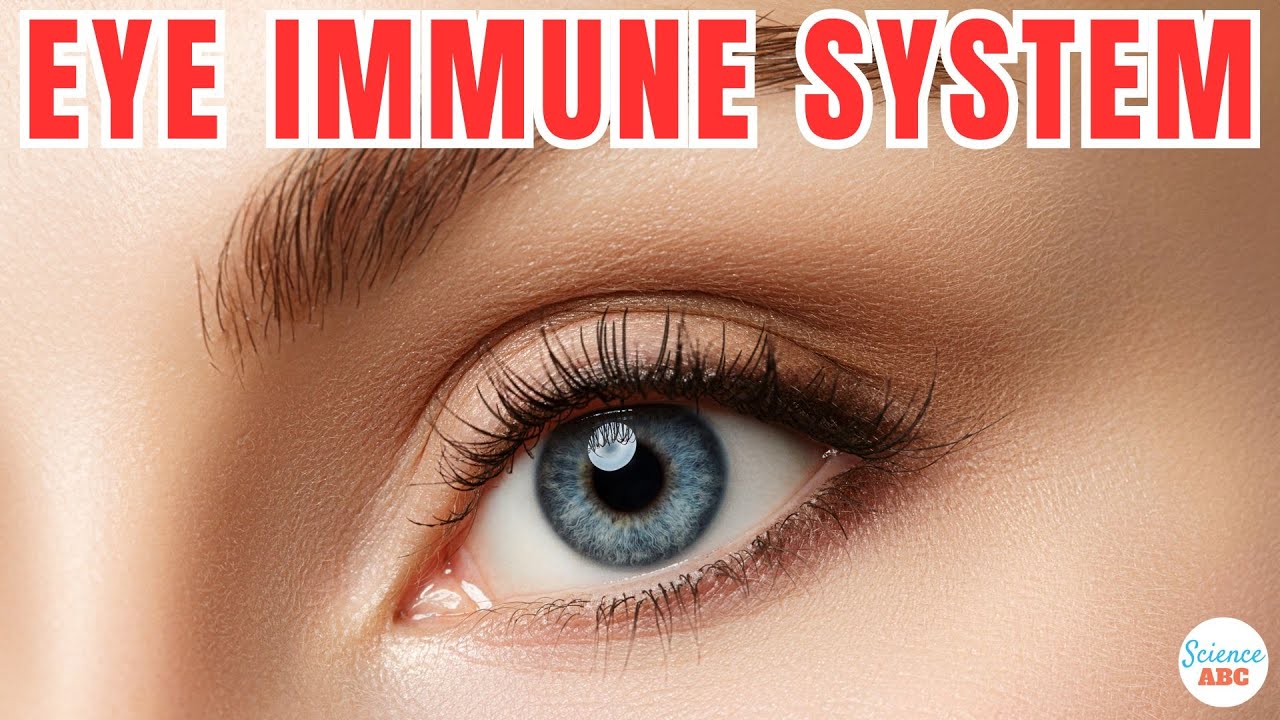 Do Your Eyes Have a 'Separate' Immune System?