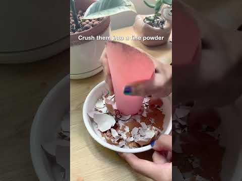 Eggshells as a natural fertilizer ???? #succulentsbox #houseplants #plants #succulents #shorts