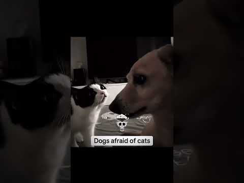 Cats vs Dogs #funny #aura #animals #cats #dogs #fyp #viralshort