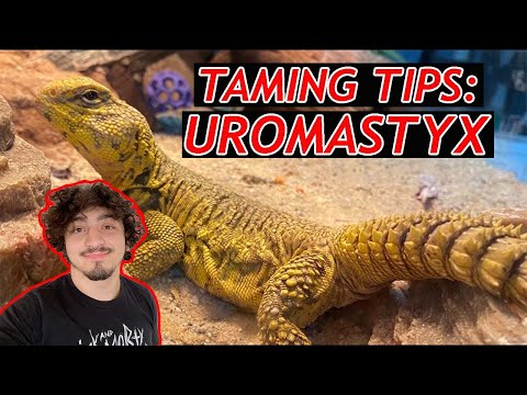 TAMING OUR UROMASTYX!: How to Tame Your Uromastyx!