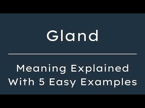 What Does Gland Mean? Gland Meaning in English With 5 Example Sentences