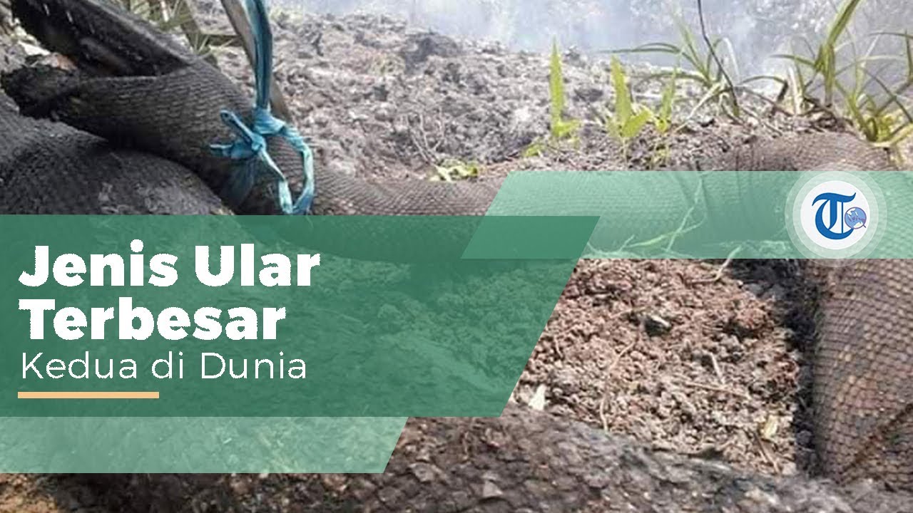 Ular Piton Raksasa, Keluarga Ular Piton yang Juga Disebut Ular Piton ...