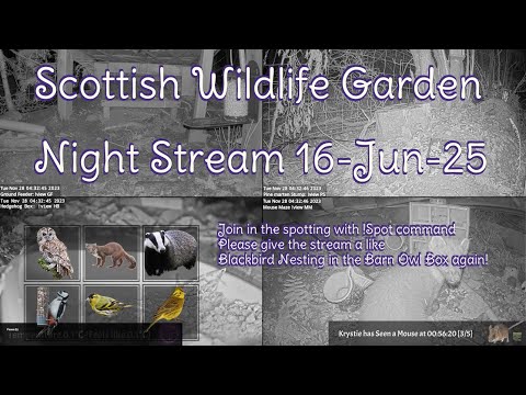Night Stream June 16th 2025 | Bird Feeders, Wildlife Cameras Scotland UK from SWG