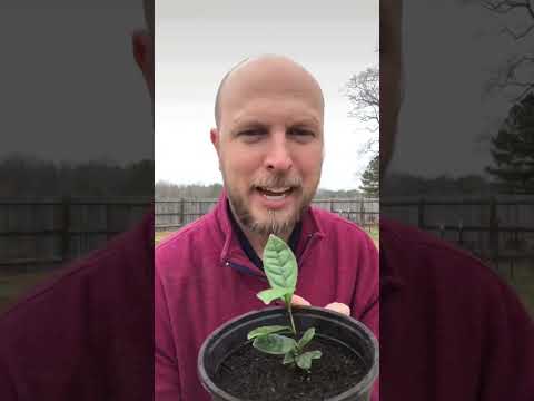 How to grow your own tea! #tea #greentea #beverage #plants #garden #hack #homestead #growyourownfood