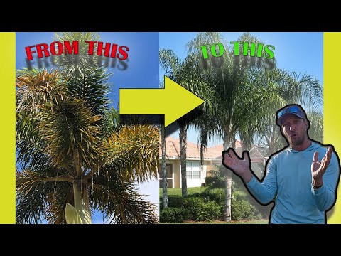 Palm Tree Fertilization | How To Have Healthy Green Palm Tree | Why your Palm Tree is Yellow!!