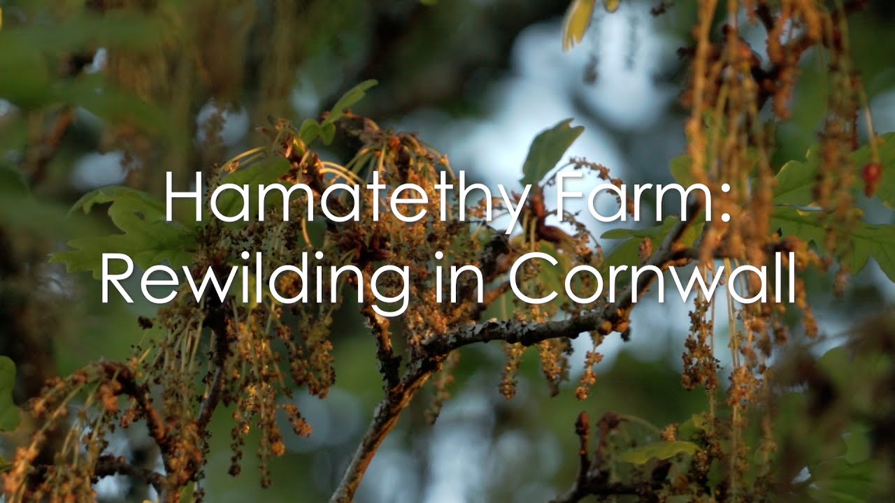 Hamatethy Farm: Rewilding in Cornwall