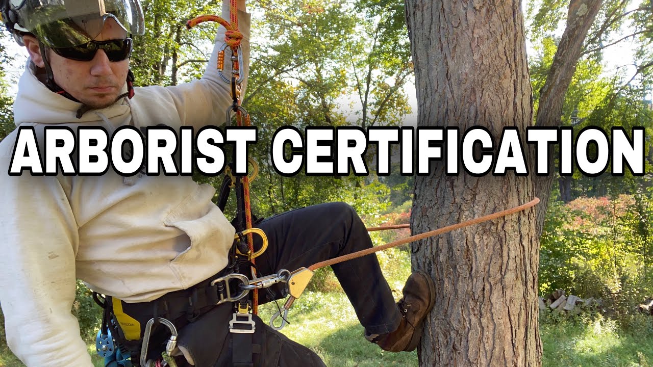 Should You Get Your Arborist Certification?