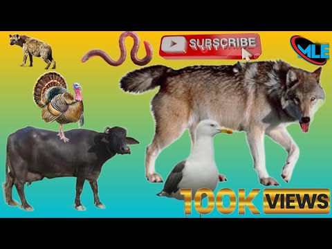 WOLF NAME & HYENA NAME & TURKEY NAME & WORM NAME & SEAGULL NAME ENGLISH TO BANGLA EDUCATION #viral
