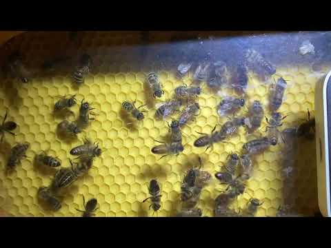 Indoor Bee Hive Observation Window And Feeding Observation Jar