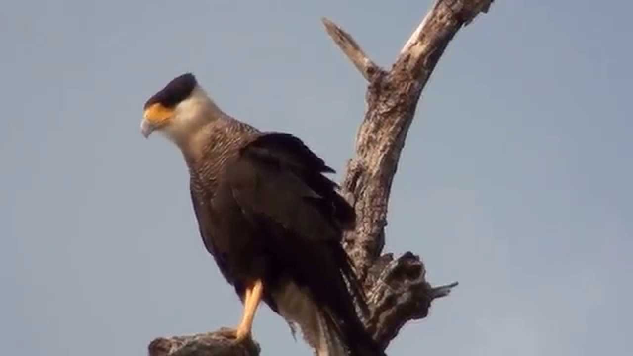 HAWK, CRESTED CARACARA vocalizing (CARACARA PLANCUS), CARCARÁ, CARANCHO, GAVIÃO-DE-QUEIMADA.