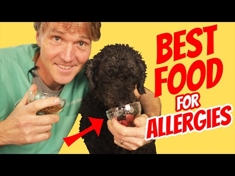Why Raw Dog Food is the Best Diet for Dogs with Allergies