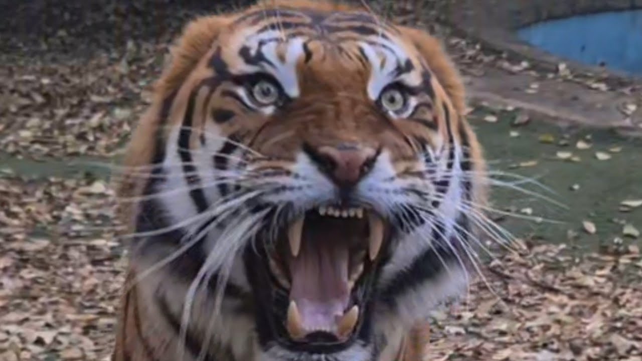 Dont mess this up , with tigers!