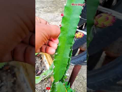 Thinning Buds on Dragon Fruit Plant????