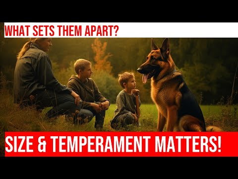 German Shepherd vs Shiba Inu: Size and Temperament Showdown