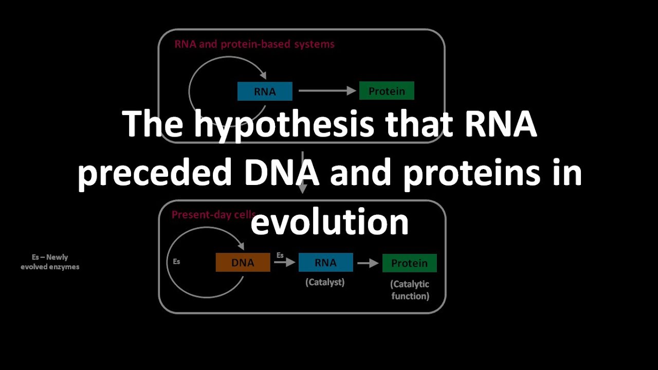 RNA preceded DNA and proteins in evolution a hypothesis
