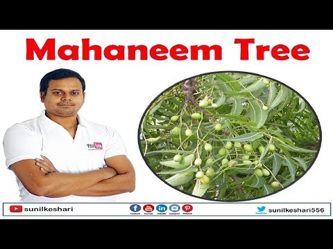 mahaneem tree or melia azedarach – rohitraisite