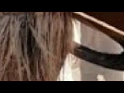 male and female donkey mating // donkey reproduction cycle