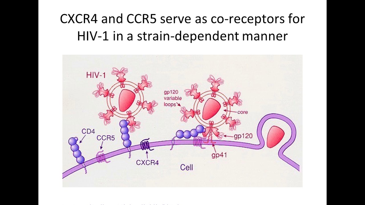 High-throughput CRISPR-Cas9 Genome Engineering in Primary T Cells