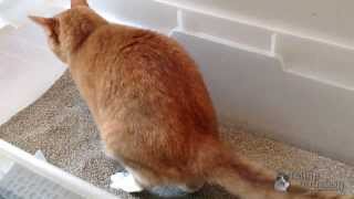 😻 What does normal cat poop look like? - CatVisitor.com