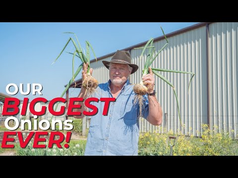 How to Harvest & Cure Onions