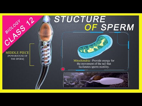Structure of Sperm - Human Reproduction - CLASS 12