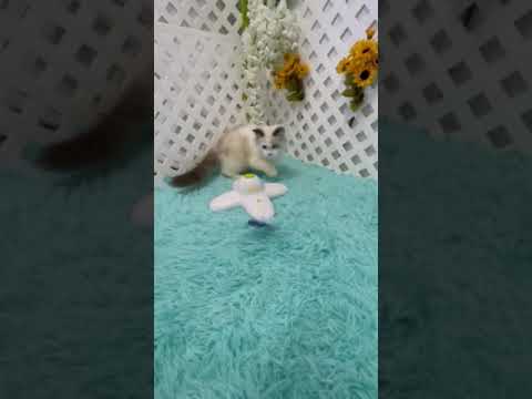 Playful Firecracker π§¨π¦π± Blue Point Bicolor Ragdoll Kitten