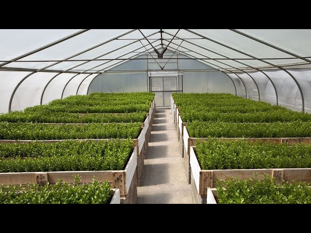 Citromax | Procesador de aceite de limón y productor de limón