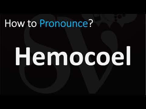 How to Pronounce Hemocoel? (CORRECTLY)