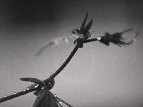Tara Jane O'Neil, 'Cali' - expired 16mm Kodak Linagraph Shellburst film 2476