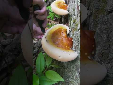 3 of the Best Medicinal Mushrooms in the Woods!