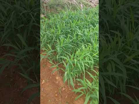 brown top millet