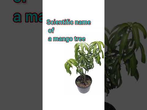 Scientific name of a mango #shortvideo #nature # Botanical name mango