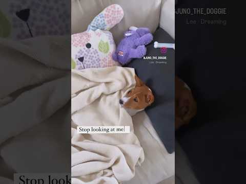 Basenji puppy needs privacy #basenji #dogs #shorts