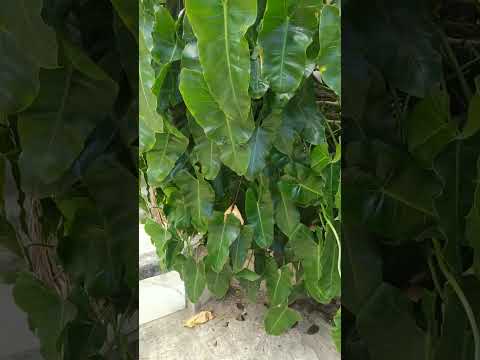 Malanga de jardín #shorts #viral #trending #jardin
