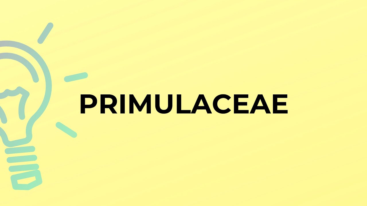 What is the meaning of the word PRIMULACEAE?