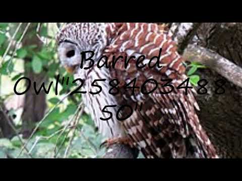How to pronounce Barred Owl"25840348850" in English?