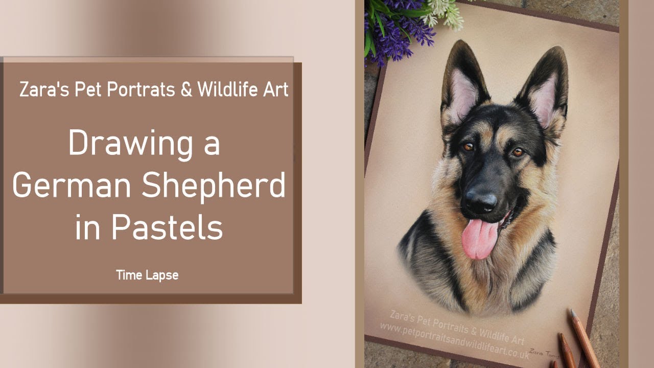 German Shepherd Drawing in Pastels | Pet Portrait