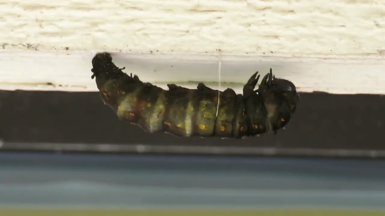 Pipevine Swallowtail - caterpillar to chrysalis