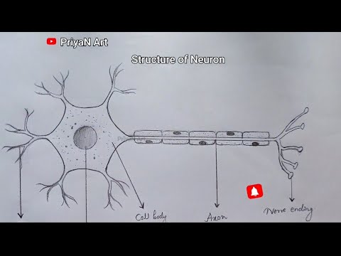 How to Draw Structure of Neuron | Biology Diagram Class 10 #structureofneuron #easydraw #howtodraw