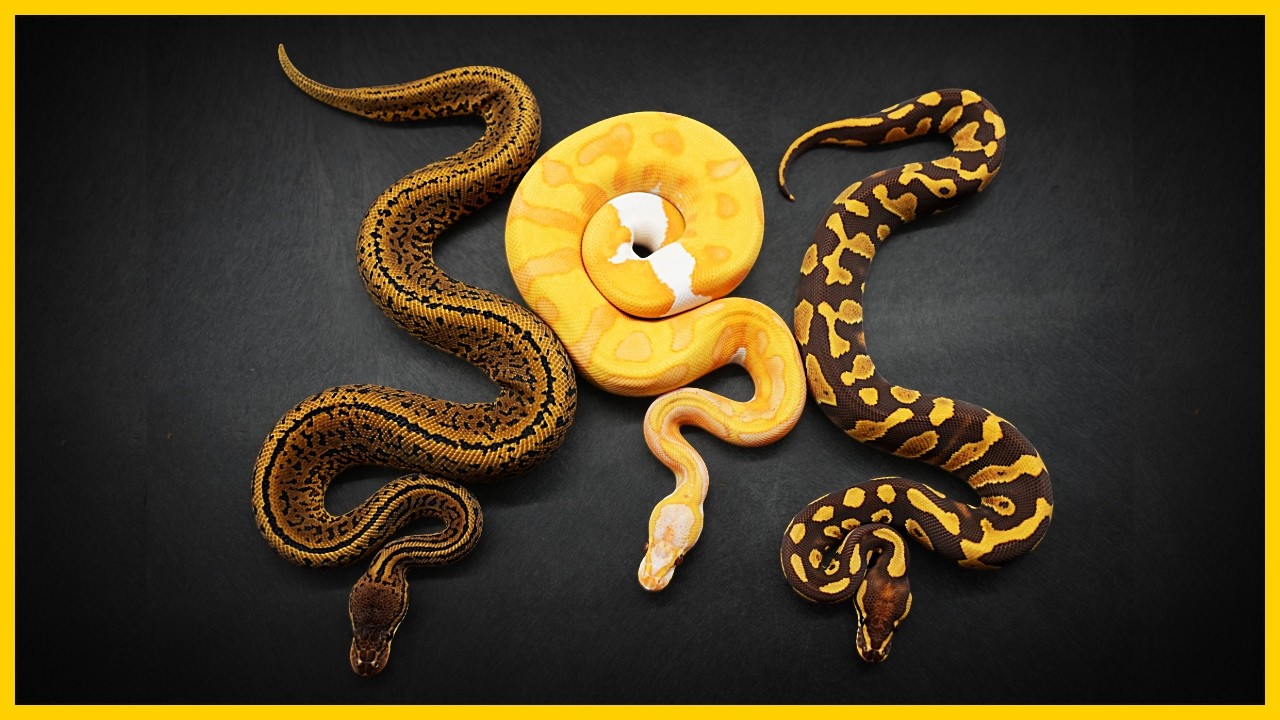 Guess the Morphs: Test Your Ball Python Morph Knowledge