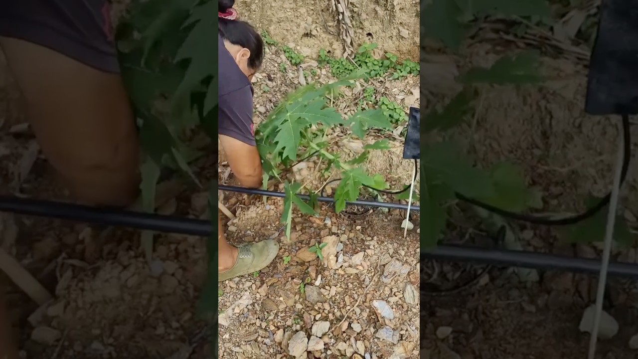 How to Dwarf a Papaya Tree #satisfying @HappyFarm85