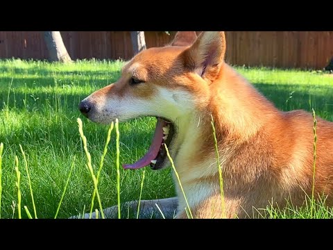 What You Need to Know About Shiba Inu | Super Shiba