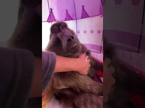 Waking up with a BABOON! 🐒
