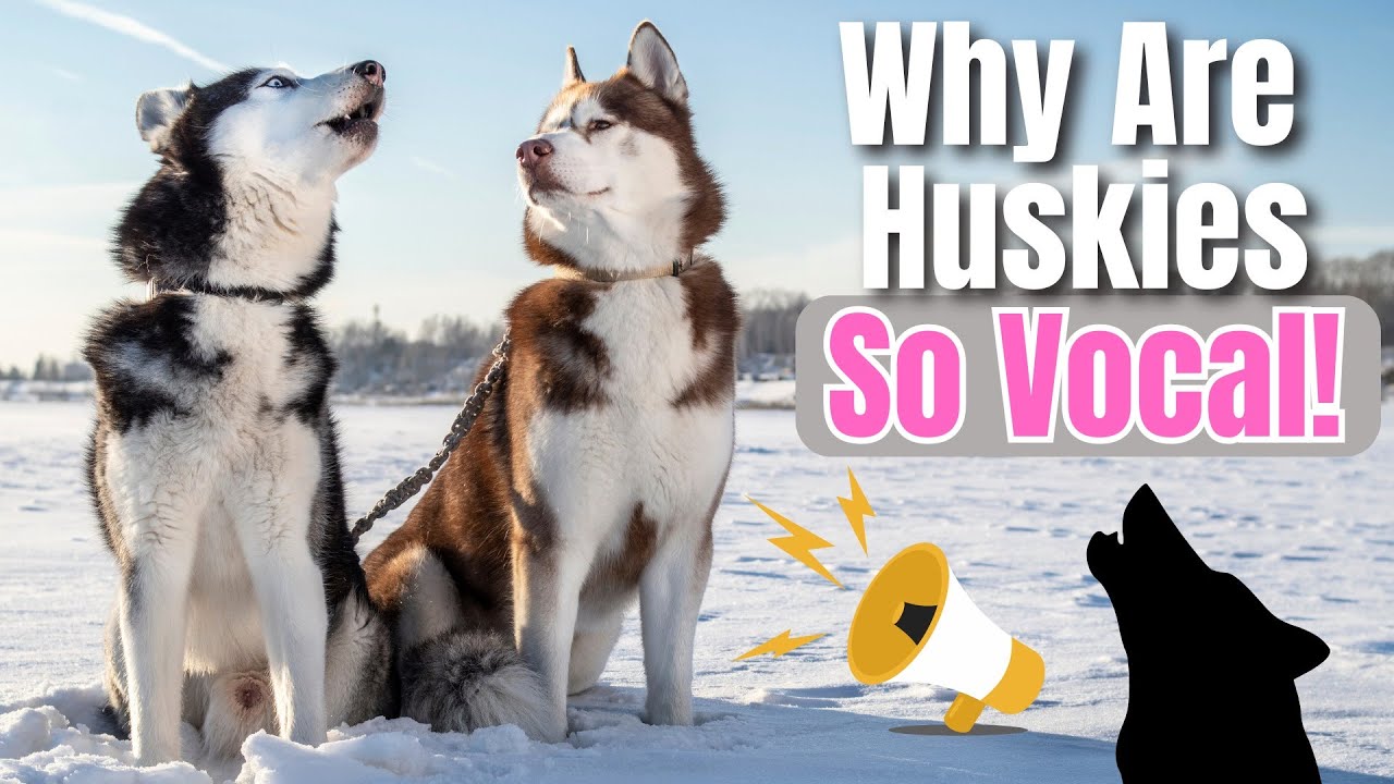 Why HUSKIES Are So VOCAL! #husky #siberianhusky #talkinghusky